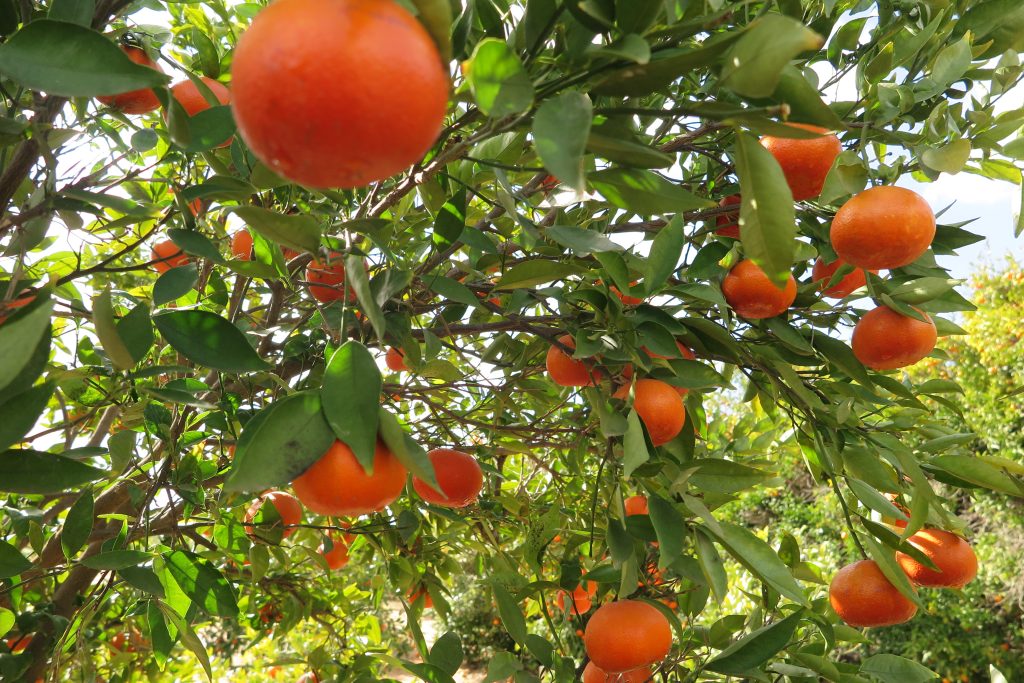 Institute of Plant Sciences - Volcani Website