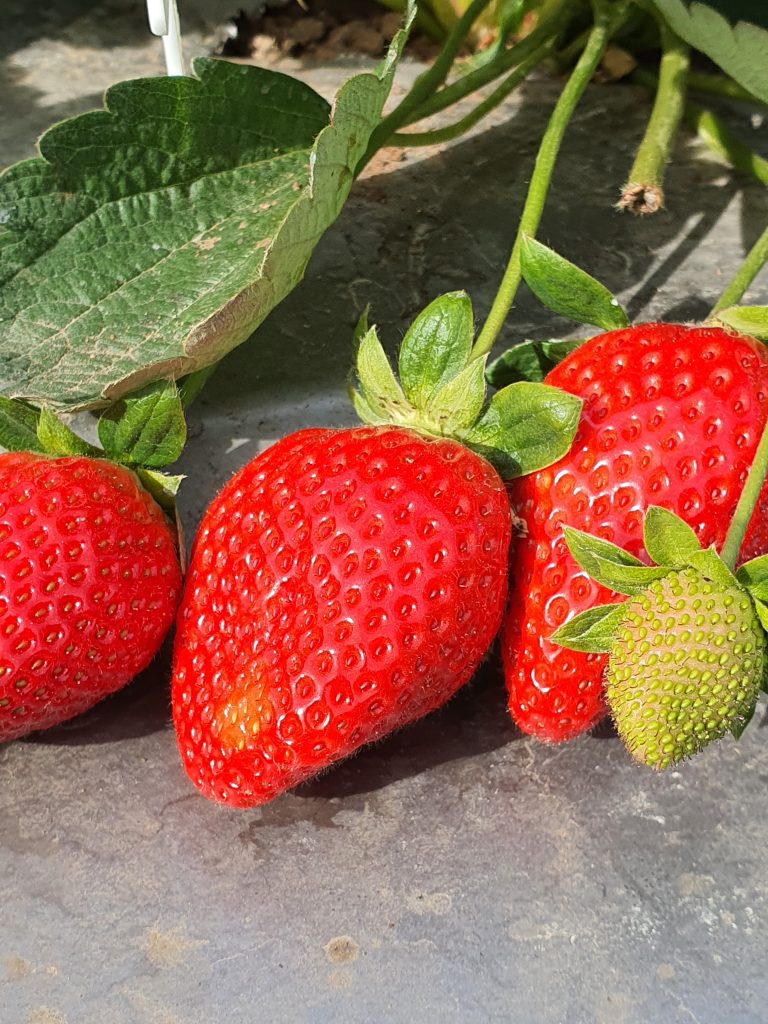 Home - Volcani Website