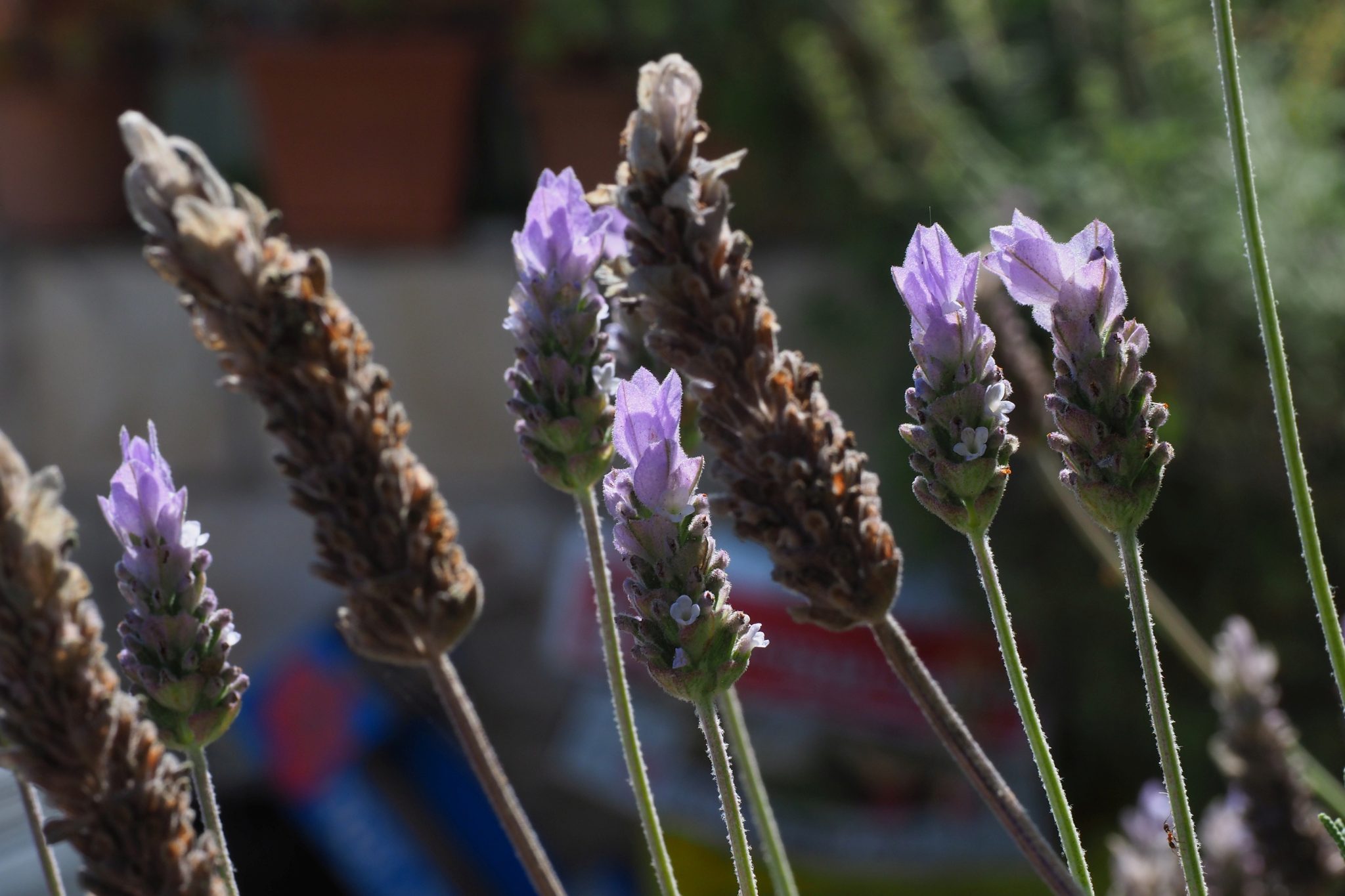 Home - Volcani Website