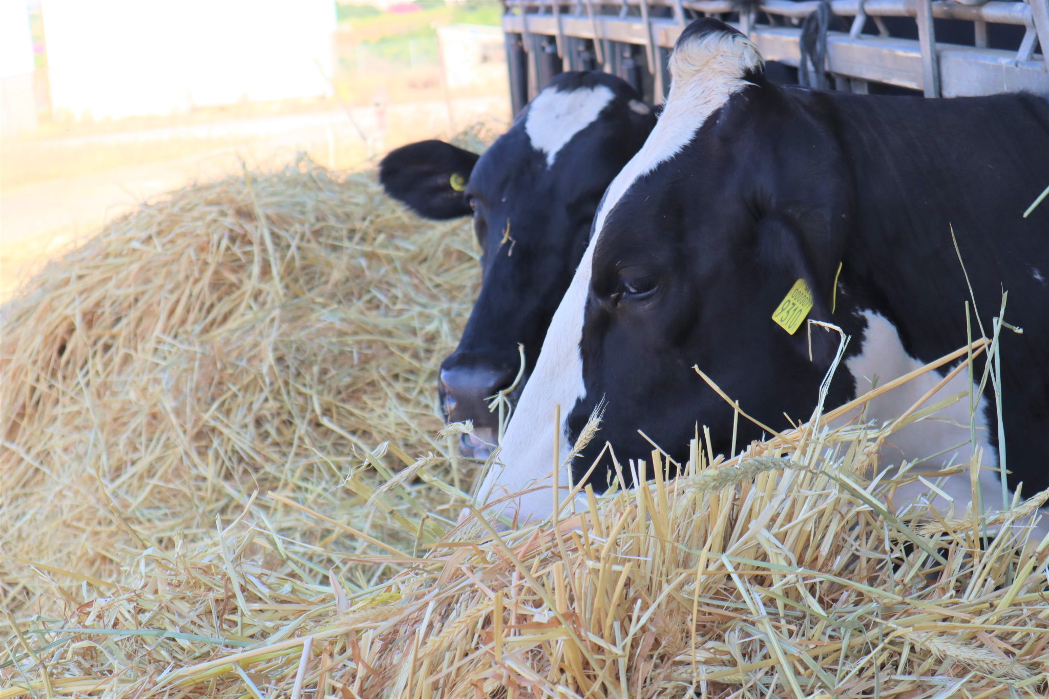 Home - Volcani Website