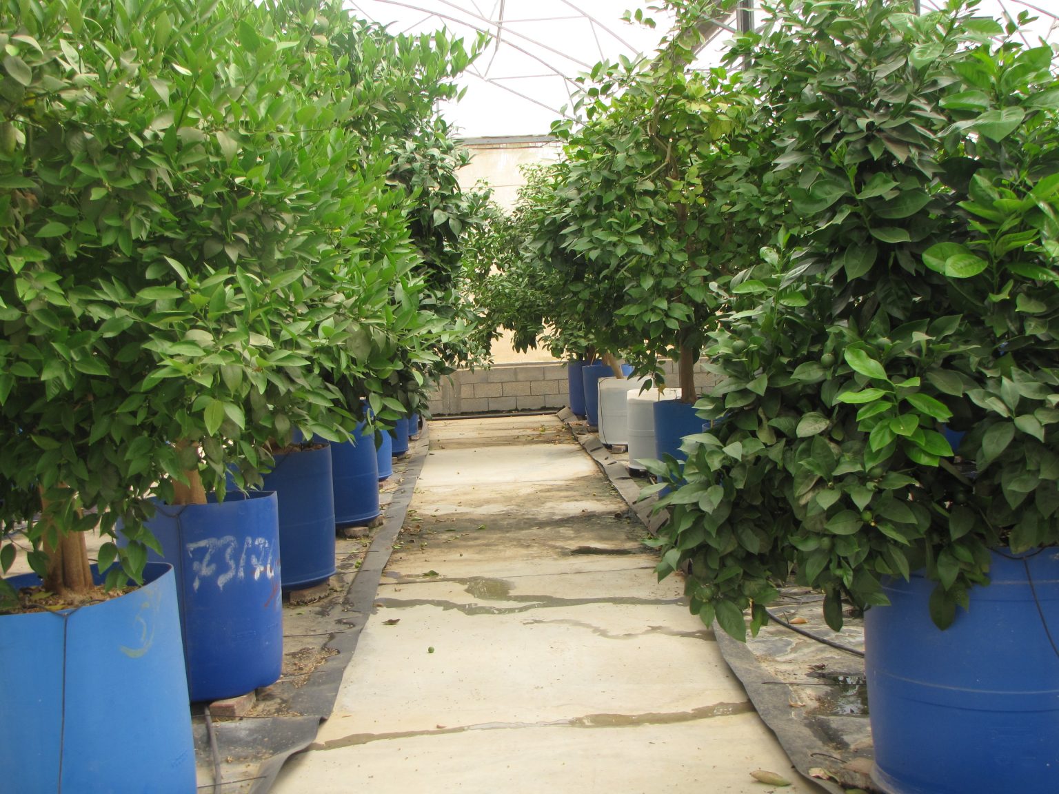 Gilat Research Center - Volcani Website