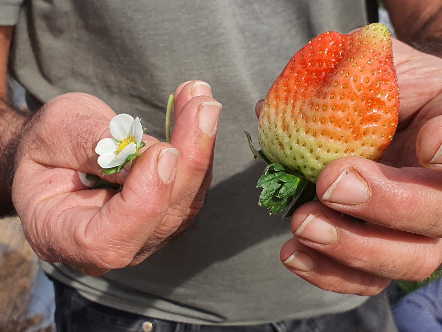 Vegetable Field Crop Research Archives - Volcani Website