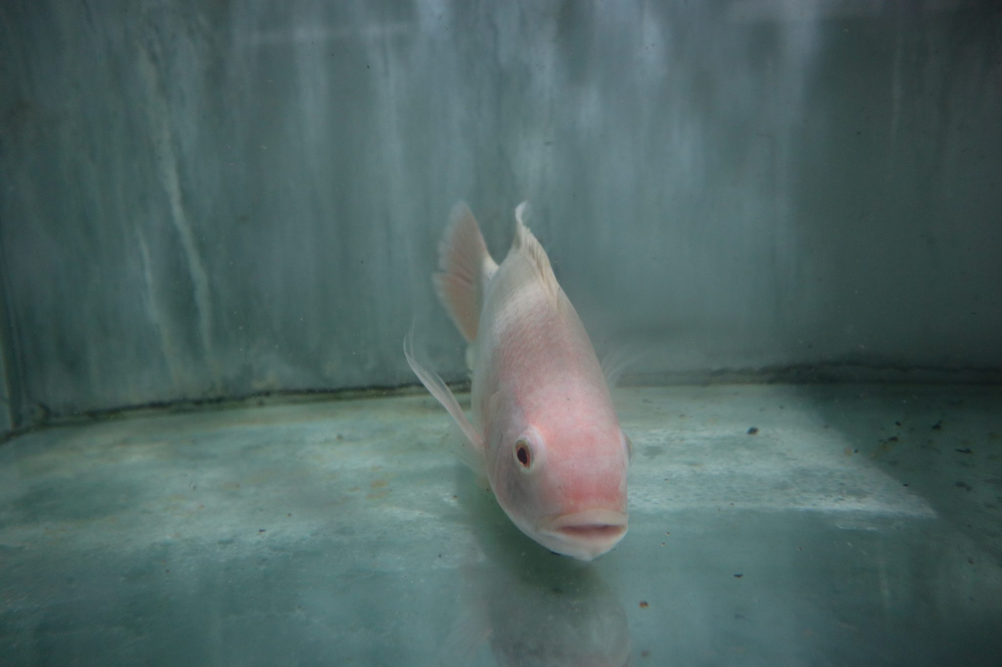 Poultry and Aquaculture Archives - Volcani Website