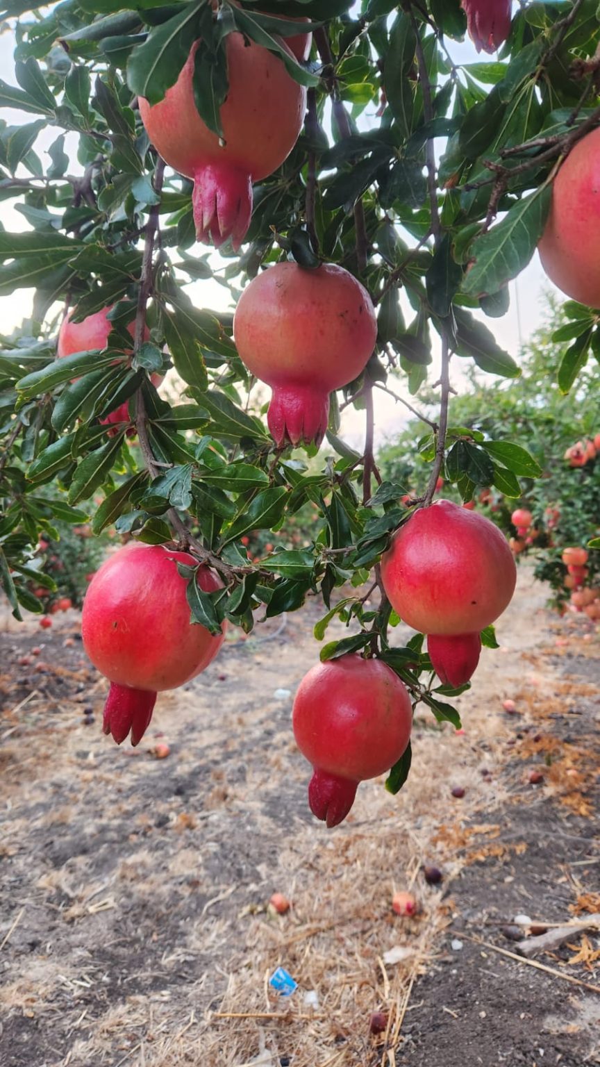 Home - Volcani Website