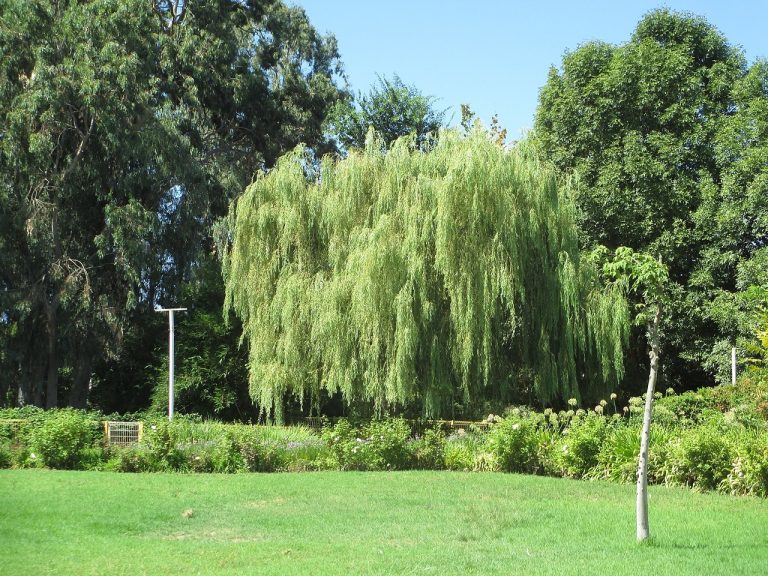 Home - Volcani Website