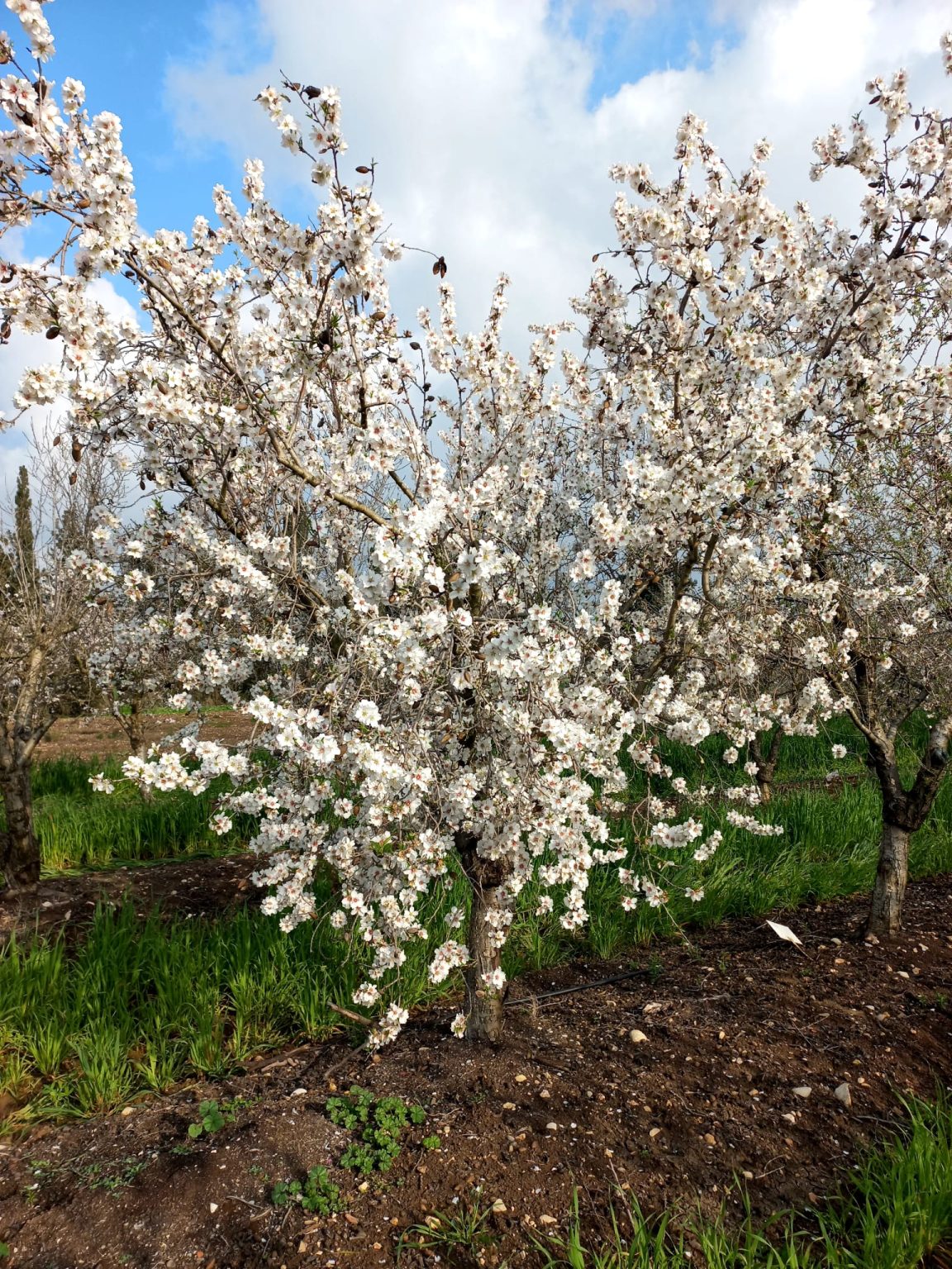 חדשות - Volcani Website