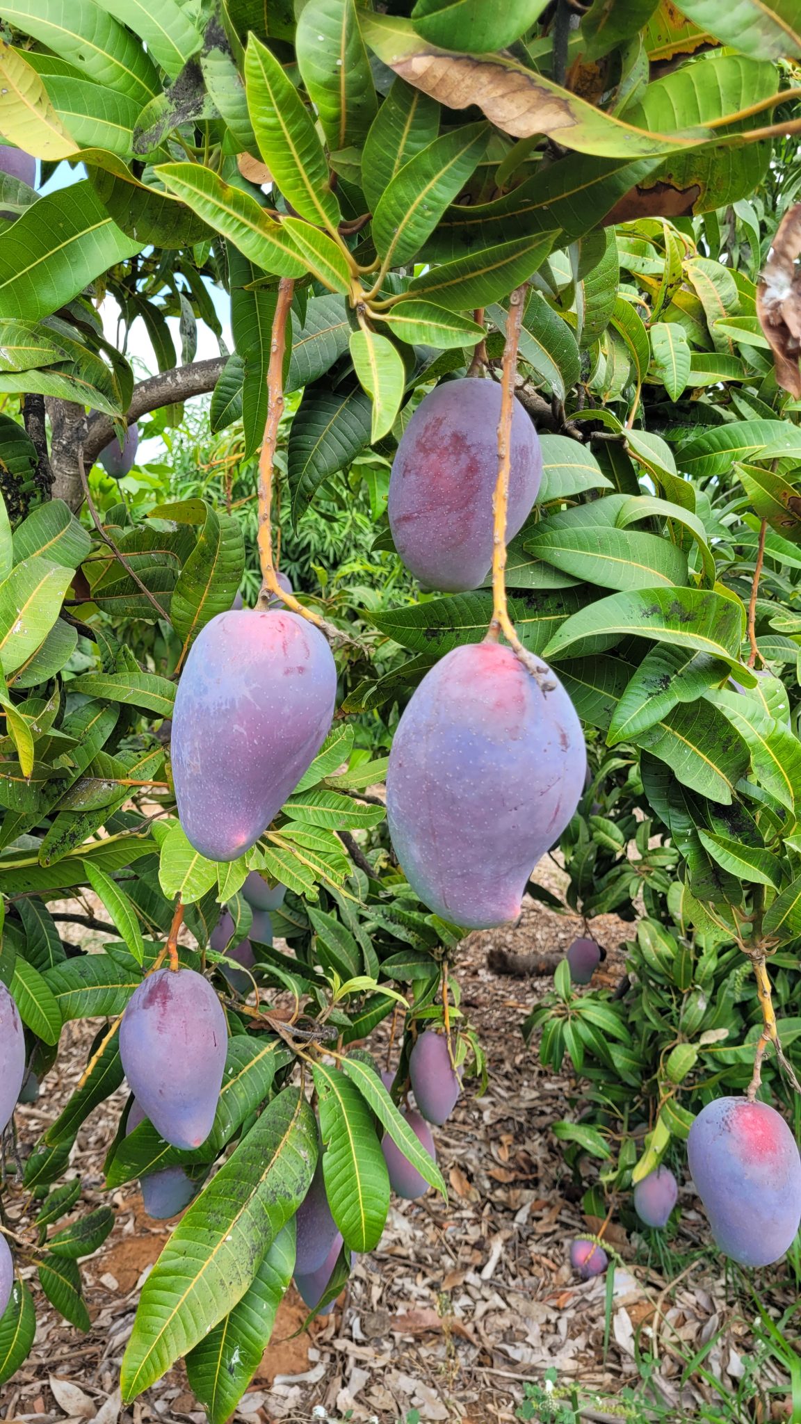 Dr. Yuval Cohen, Head of the mango breeding program, showcases our ...
