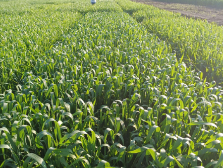 Winter Cereals - Volcani Website