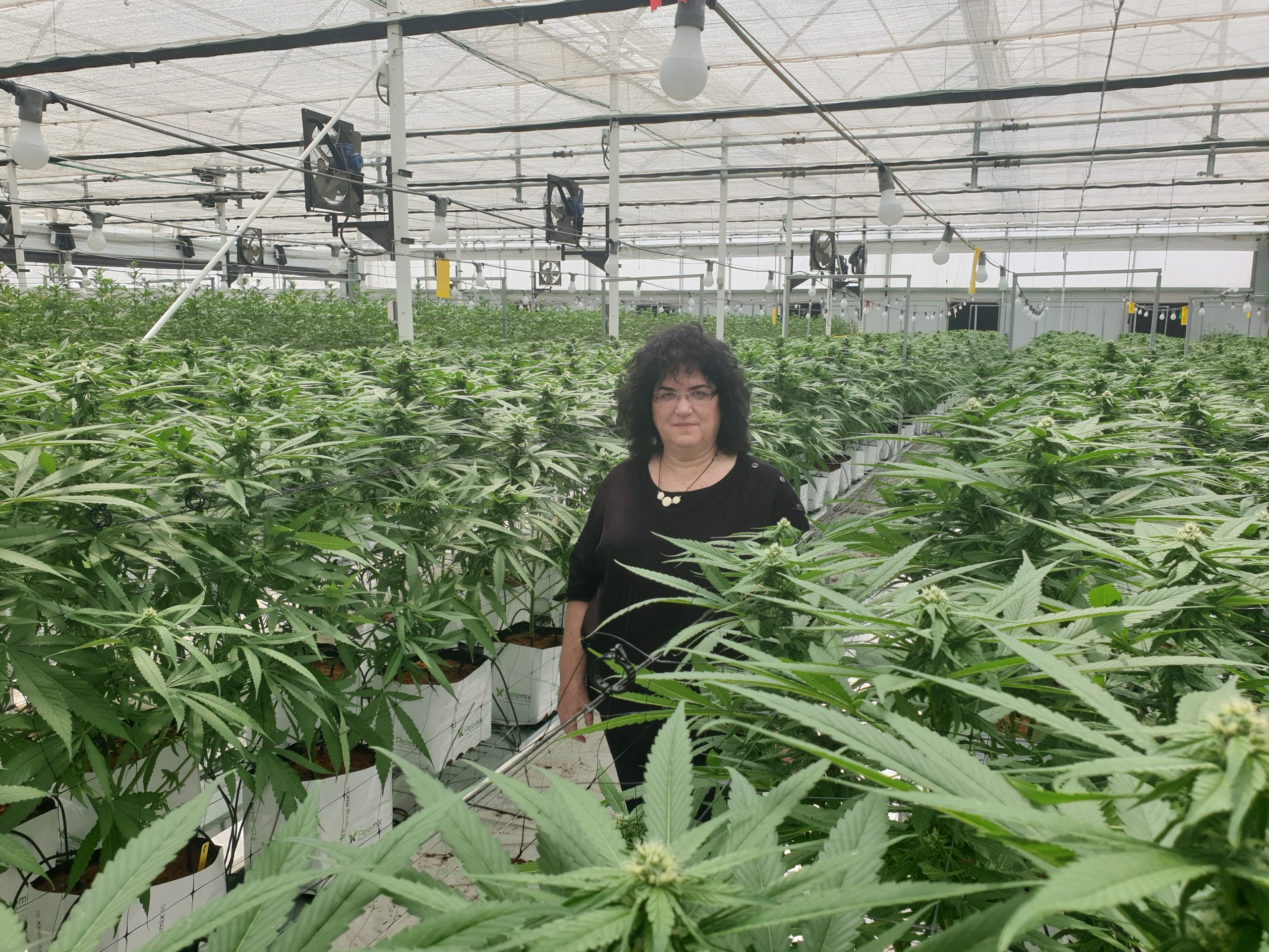Prof. Nirit Bernstein has received the Cannabis and Hemp Distinguished ...